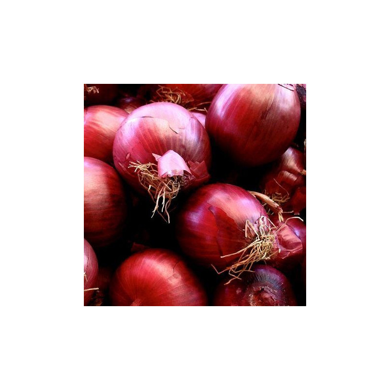 Oignon rouge 5kg